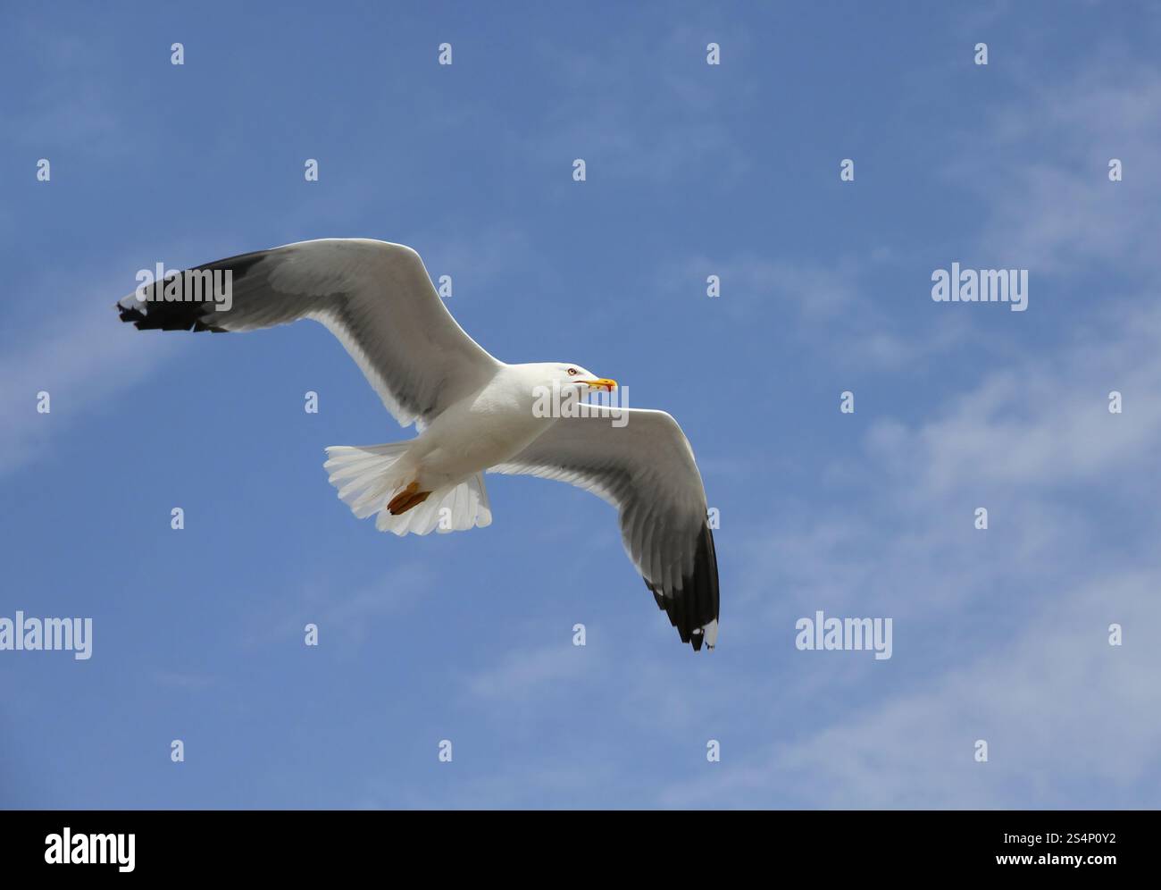 flying herring gull on a blue sky background. flying herring gull Stock ...