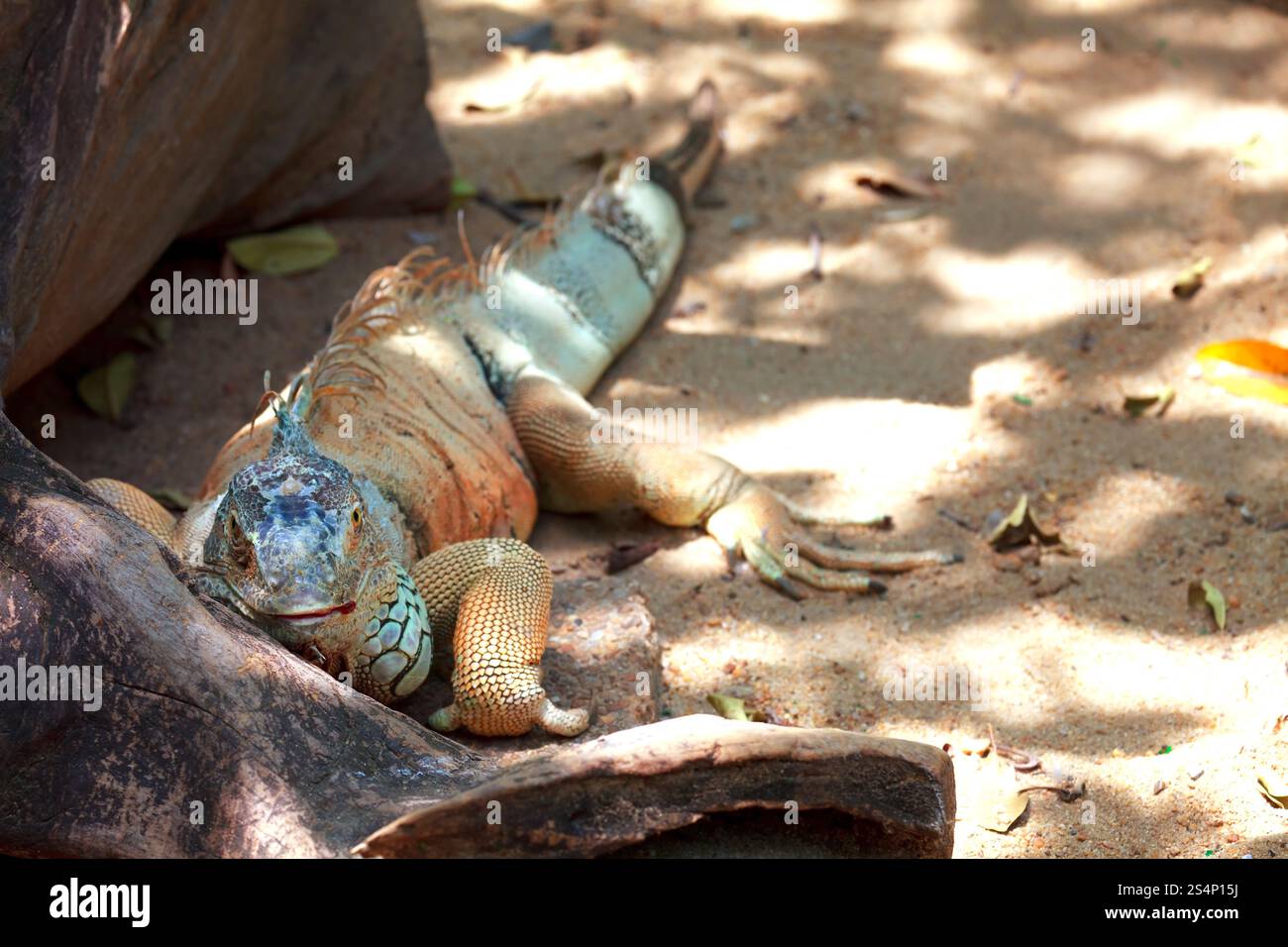 Largest monitor lizard hi-res stock photography and images - Alamy