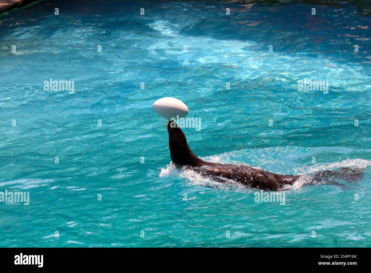 Show marine hi-res stock photography and images - Alamy