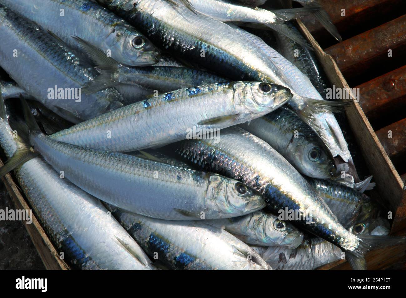 sardines on a fish market stall. sardines on a fish market Stock Photo ...