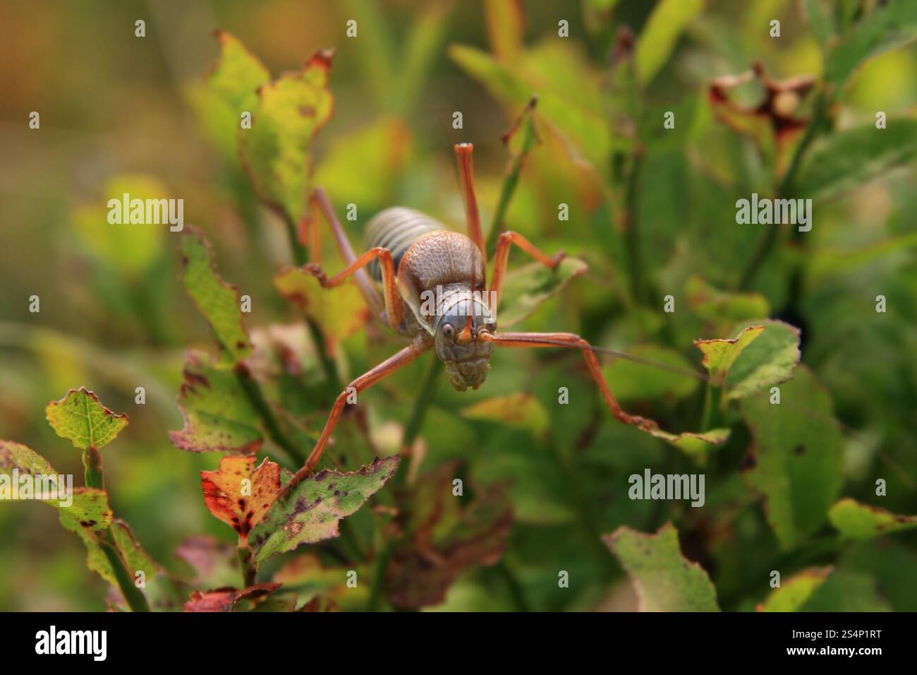 macro picture of a grasshopper ephippiger. grasshopper ephippiger Stock ...