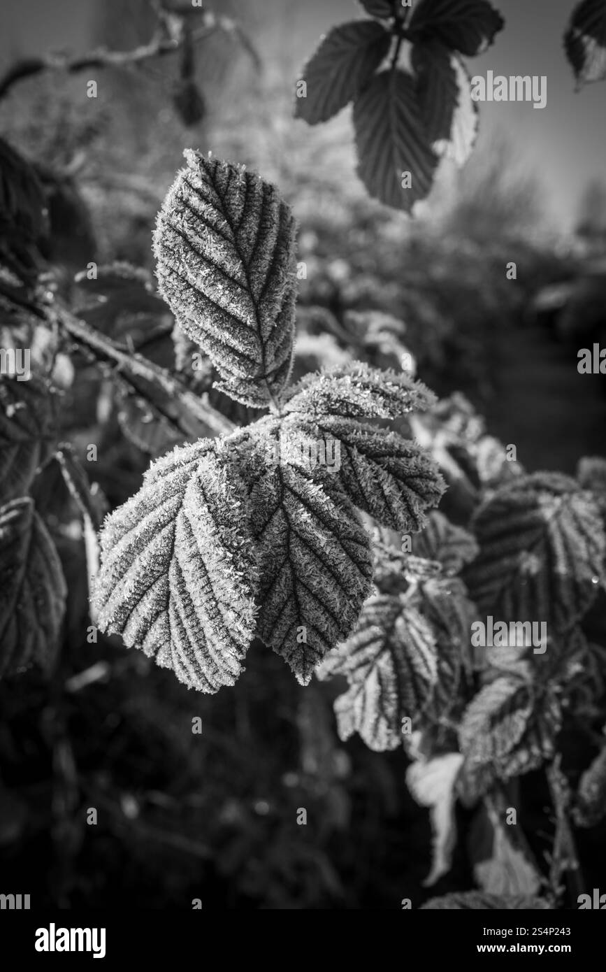 Shrub leaves autumn Black and White Stock Photos & Images - Alamy
