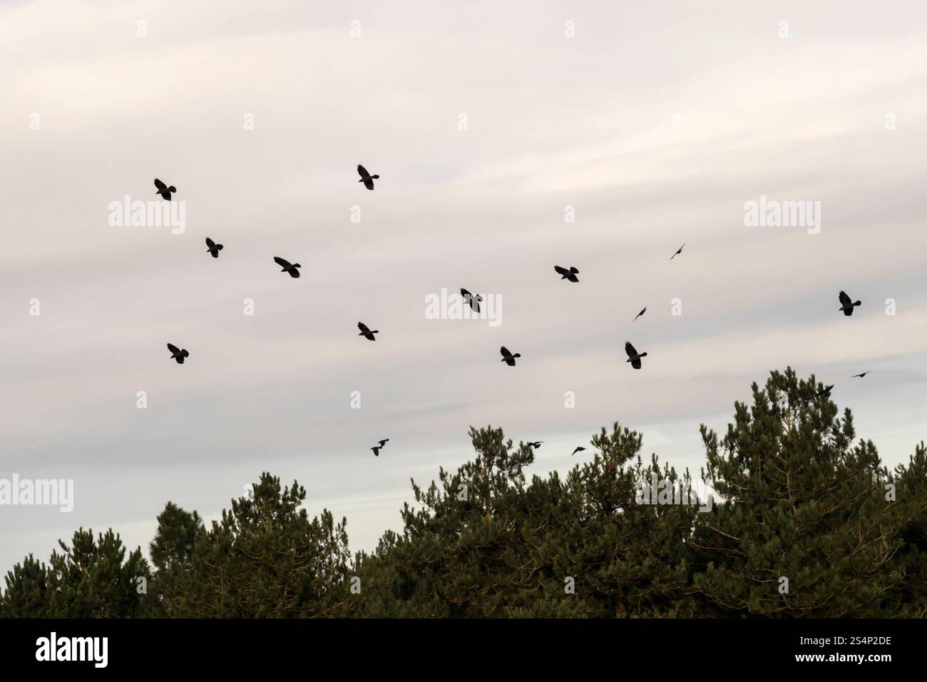 A flock of jackdaws, Coloeus monedula, flying over pine woodland at ...