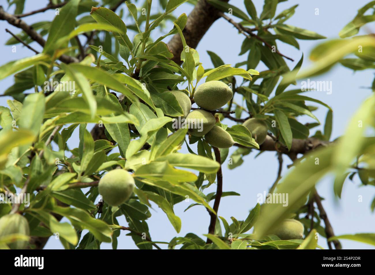 Almond tree with green almonds on a blue sky background. Almond tree ...