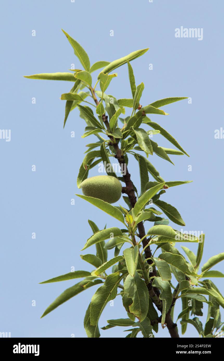 Almond tree with green almonds on a blue sky background. Almond tree ...