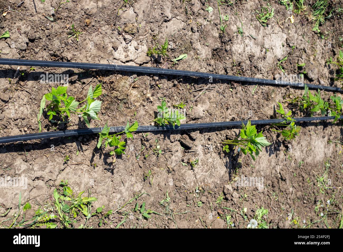 Rows of young raspberry seedlings with drip irrigation tubes in a ...
