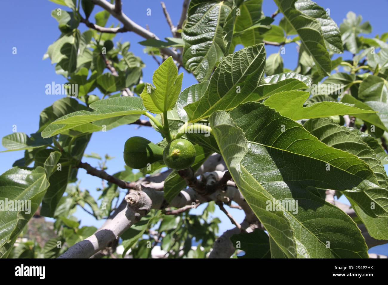 fig tree with green figs on a blue sky background. fig tree detail ...