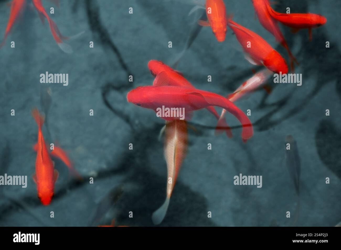 Japanese red koi fish in pond. japanese red fish Stock Photo - Alamy