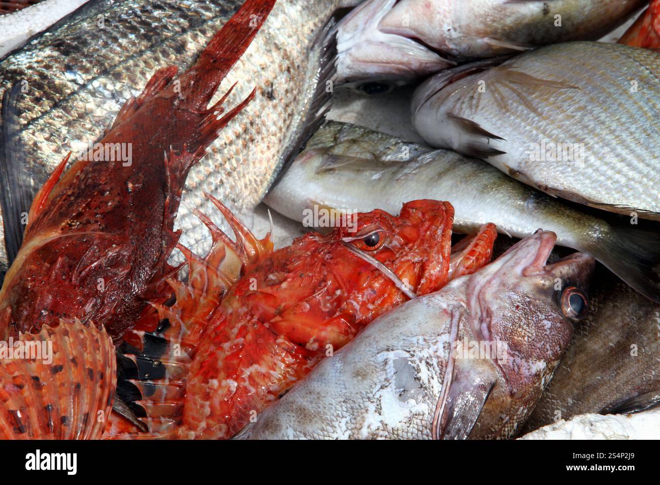 fishes on a fish market stall. fish market Stock Photo - Alamy