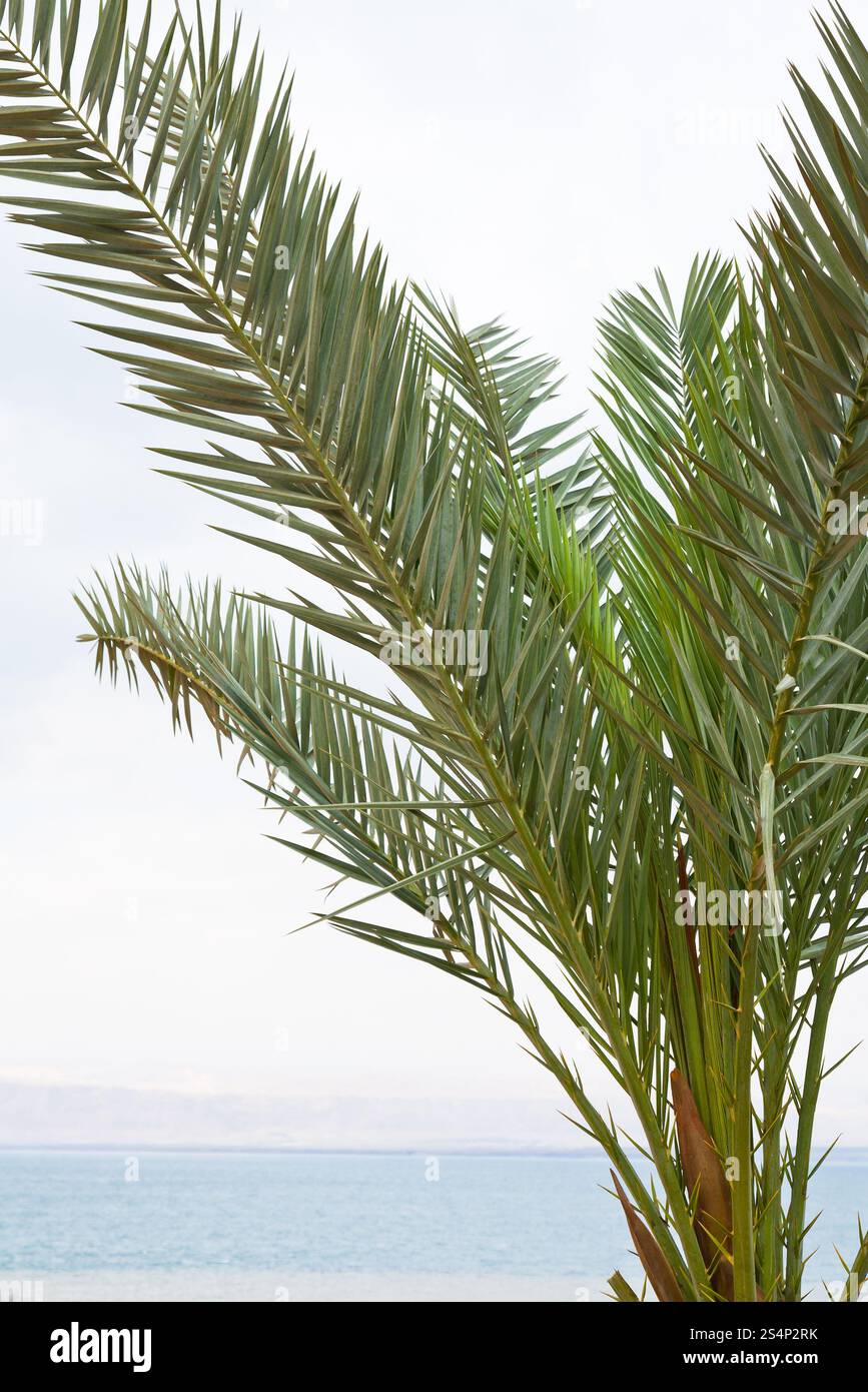 Palm tree on dead hi-res stock photography and images - Alamy