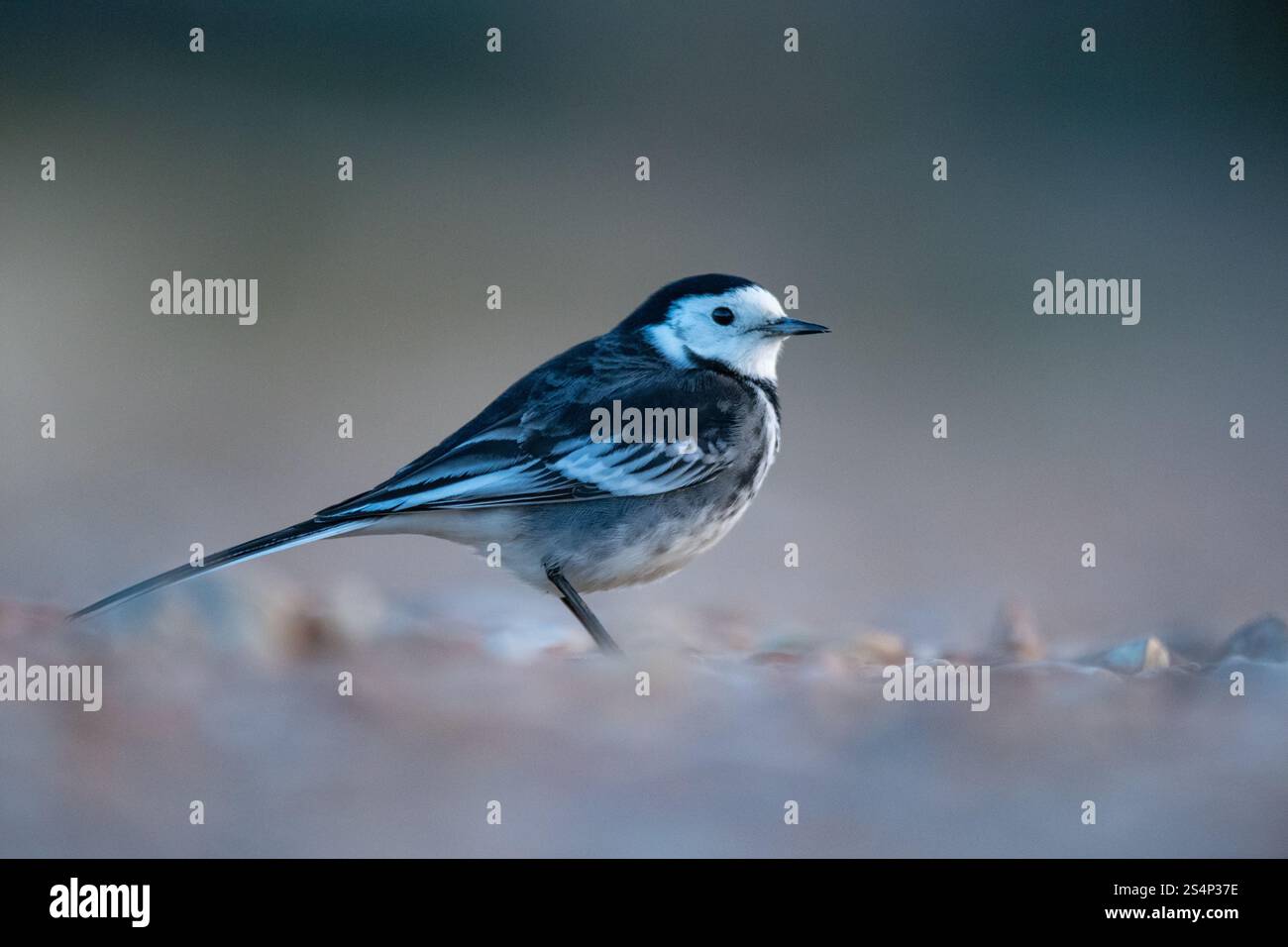 Wagtail walking hi-res stock photography and images - Alamy