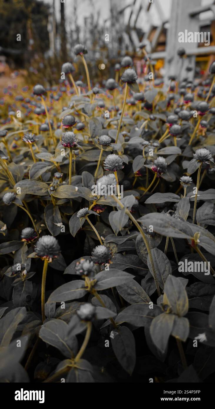 Close-up of a field of globe amaranth flowers with a muted color ...