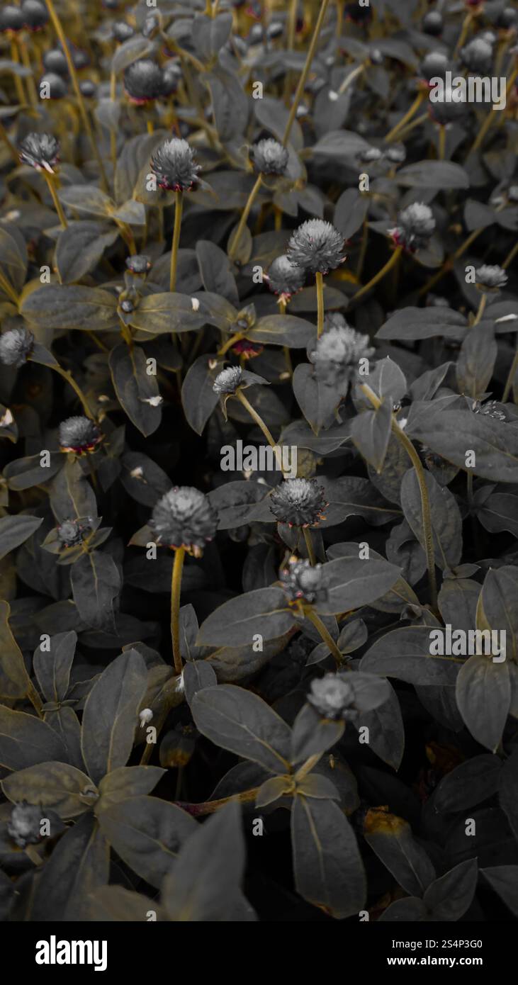 A close-up of a plant with dark leaves and round, spiky flowers. The ...