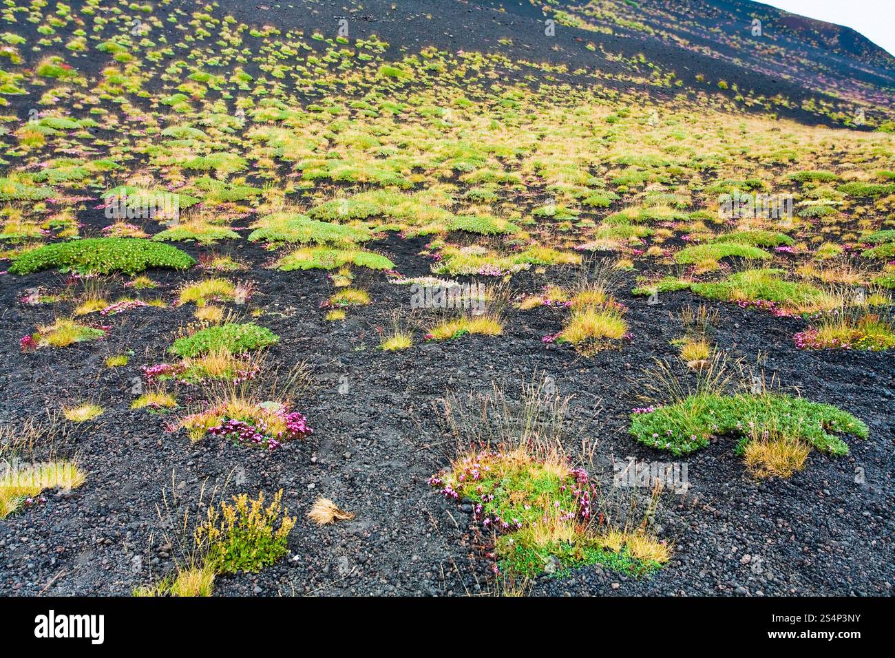 first plants on volcano soil, Etna, Sicily Stock Photo - Alamy