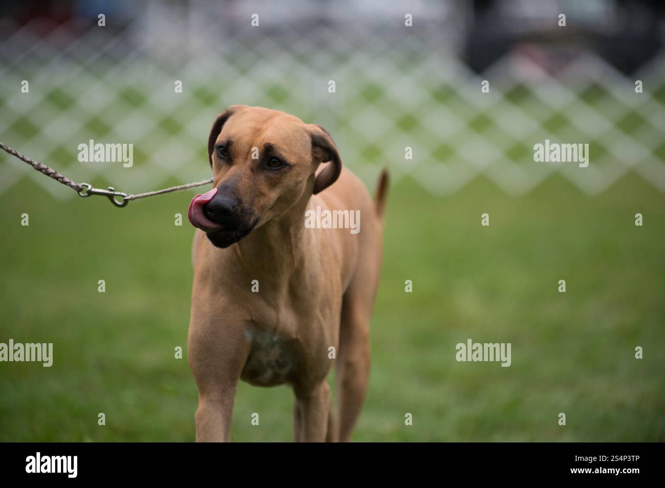 Rhodesian Ridgeback walking with tongue sticking out Stock Photo - Alamy