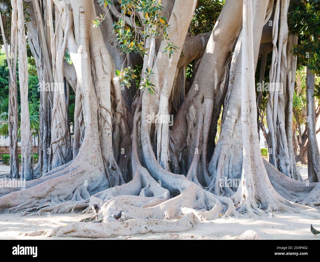 ficus magnolioide - historical giant tree in Giardino Garibaldi ...