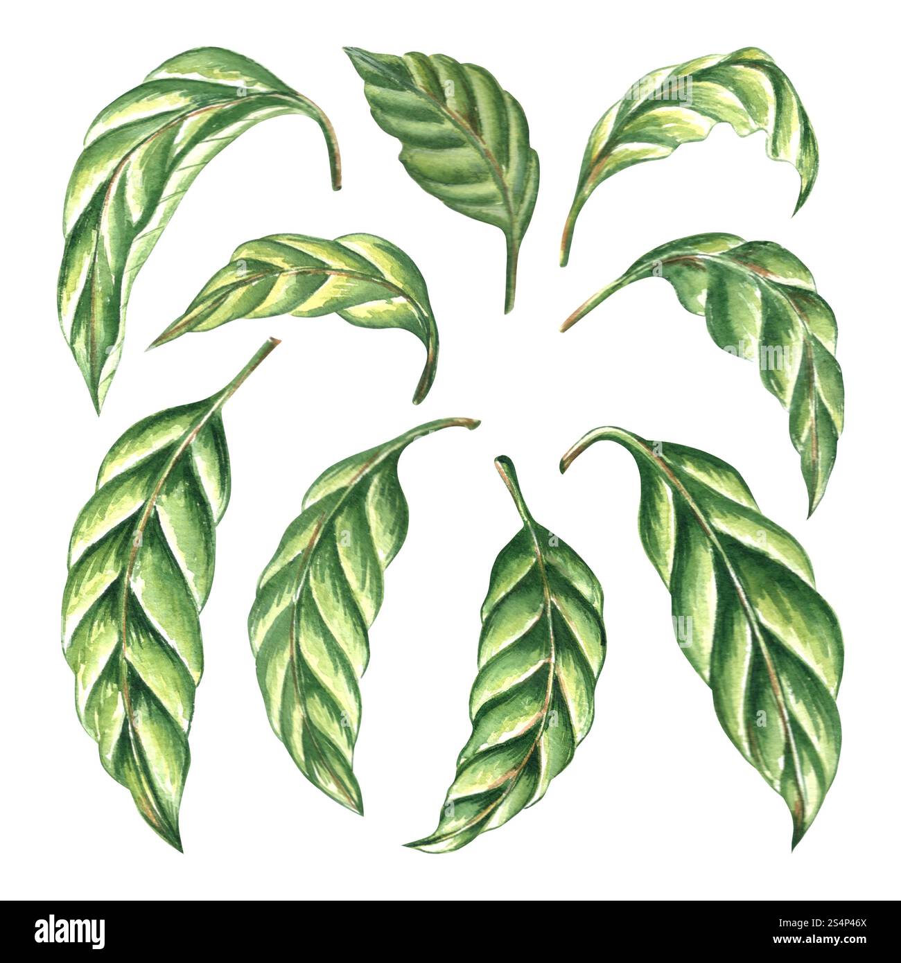 Green leaves of coffee. Set of watercolor hand drawn illustration ...