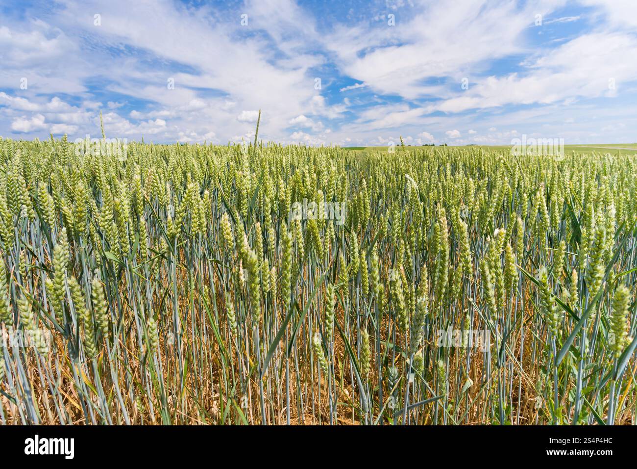 field of green rye with blue sky and white clouds in background Stock ...