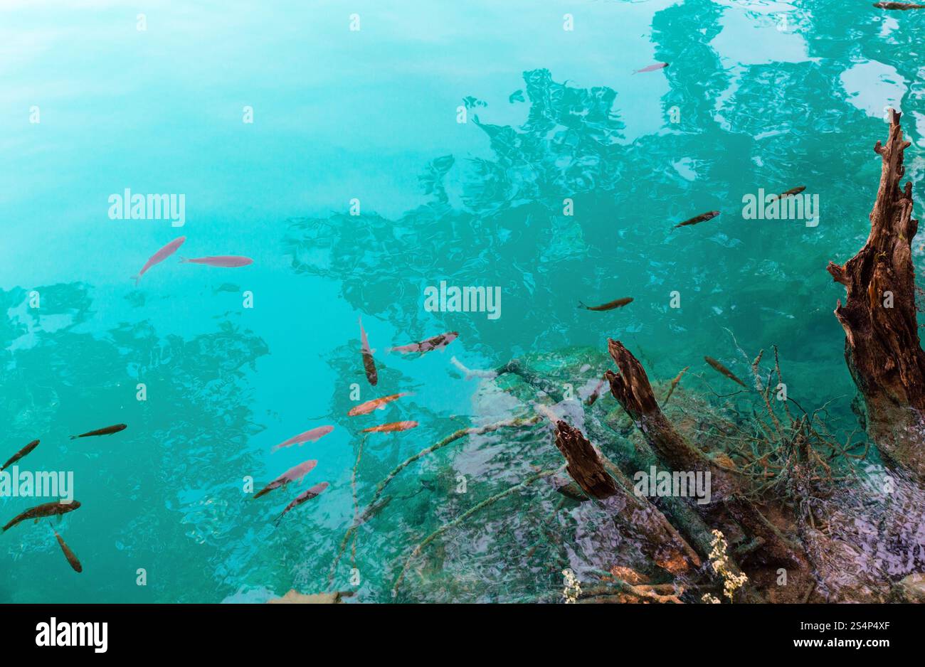 Small fish shoal in azure clean transparent lake and reflection of tree ...