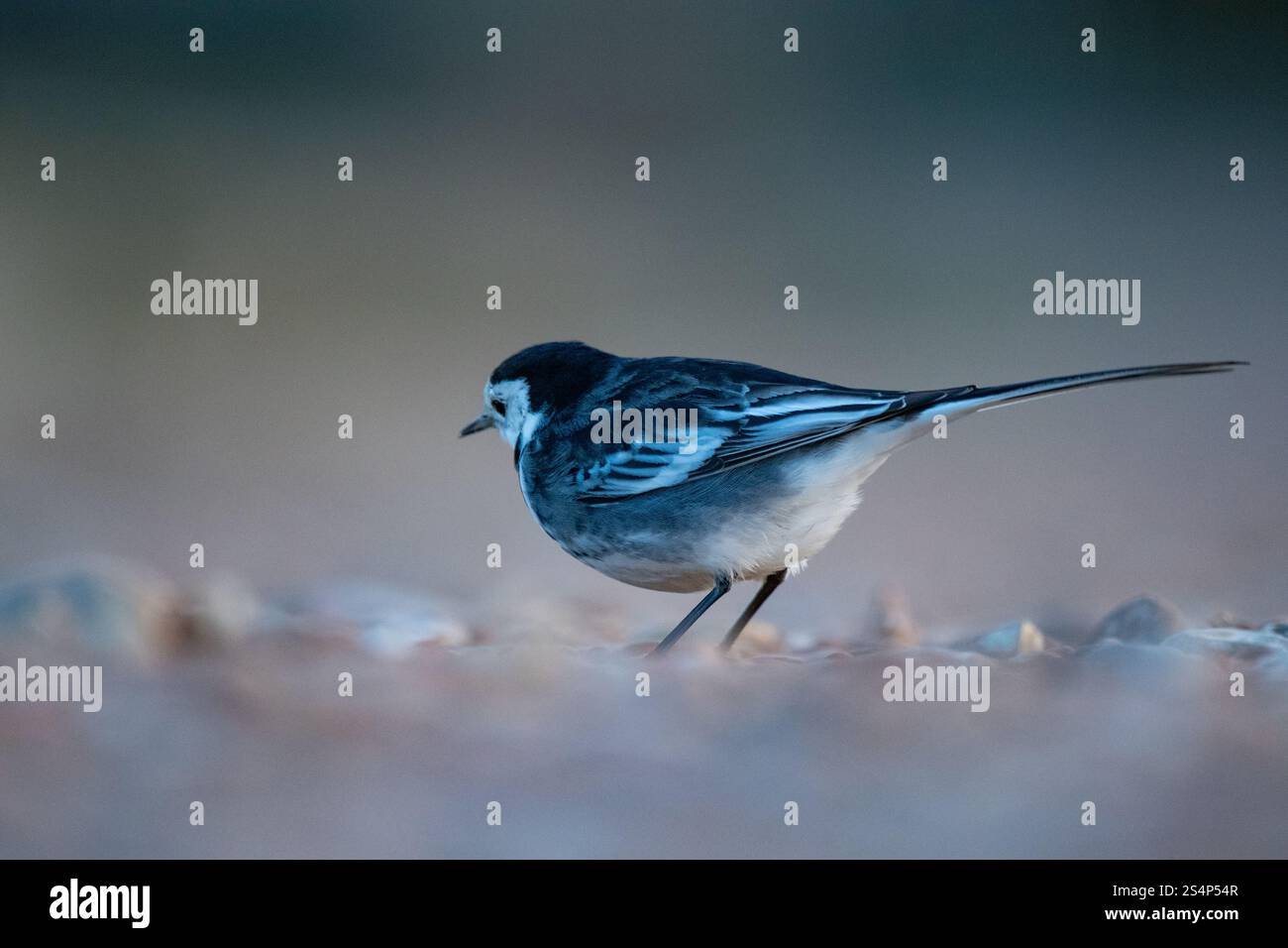 pied wagtail walking on gravel Stock Photo - Alamy