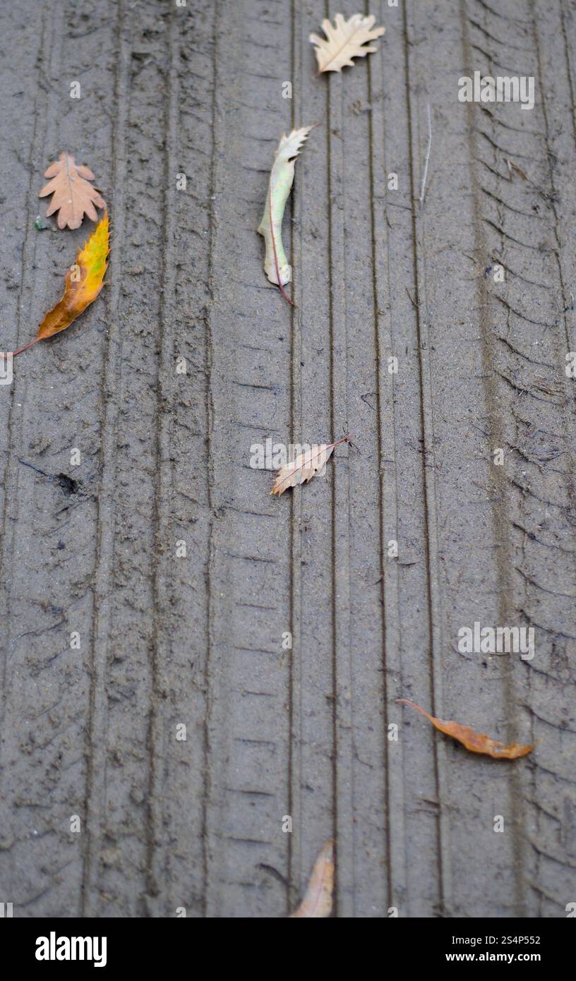 Tire marks on wet ground in autumn vertically Stock Photo - Alamy