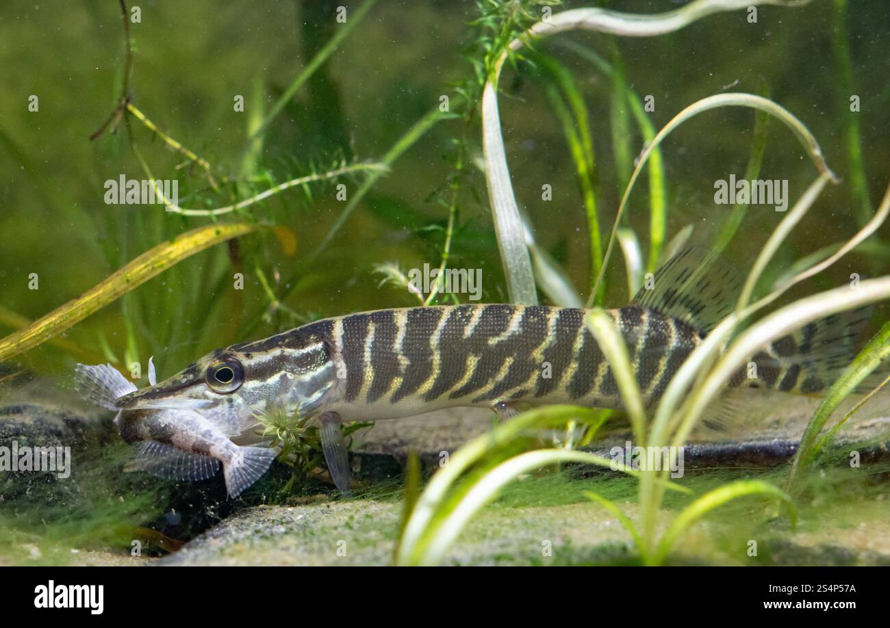 Pike eating a bullhead fish Stock Photo - Alamy