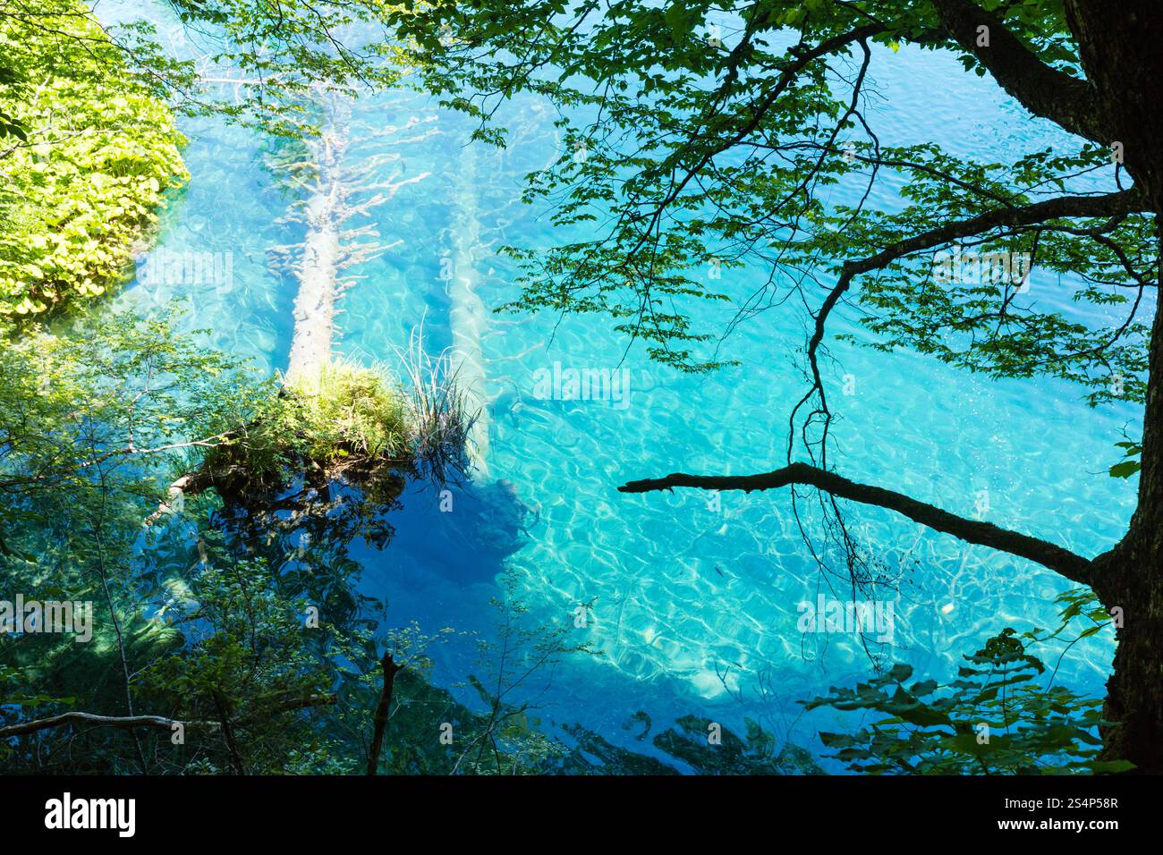 Summer azure limpid transparent lake view and trunks of dry tree at ...
