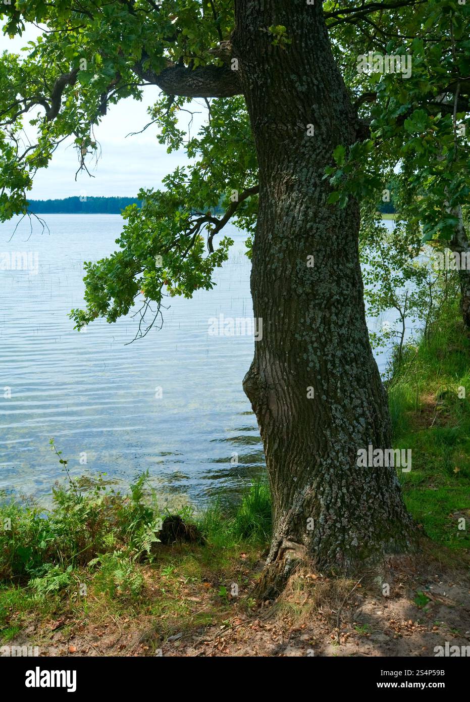 Lake view through summer oak tree twigs Stock Photo - Alamy