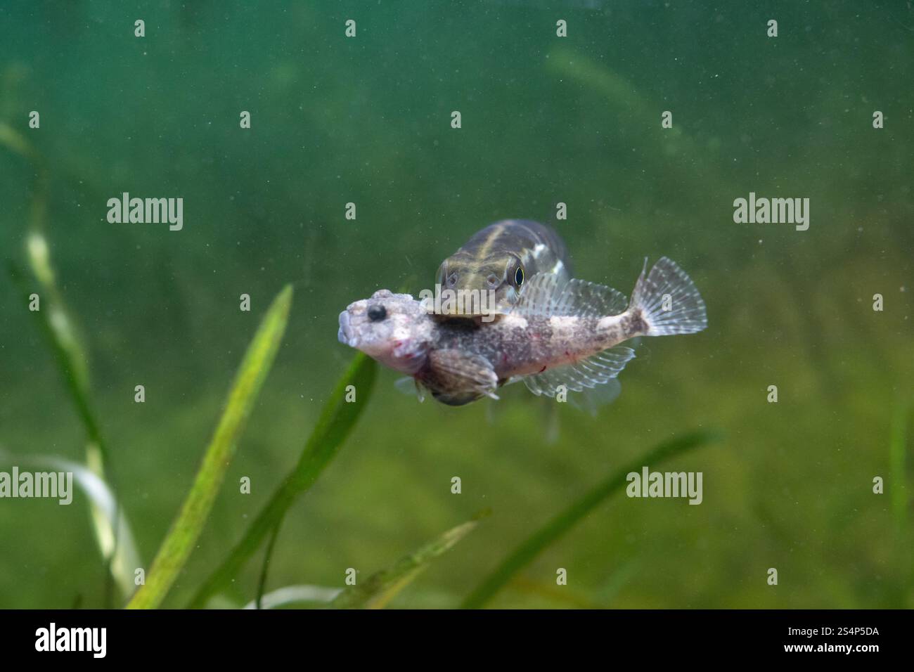 Pike eating a bullhead fish Stock Photo - Alamy