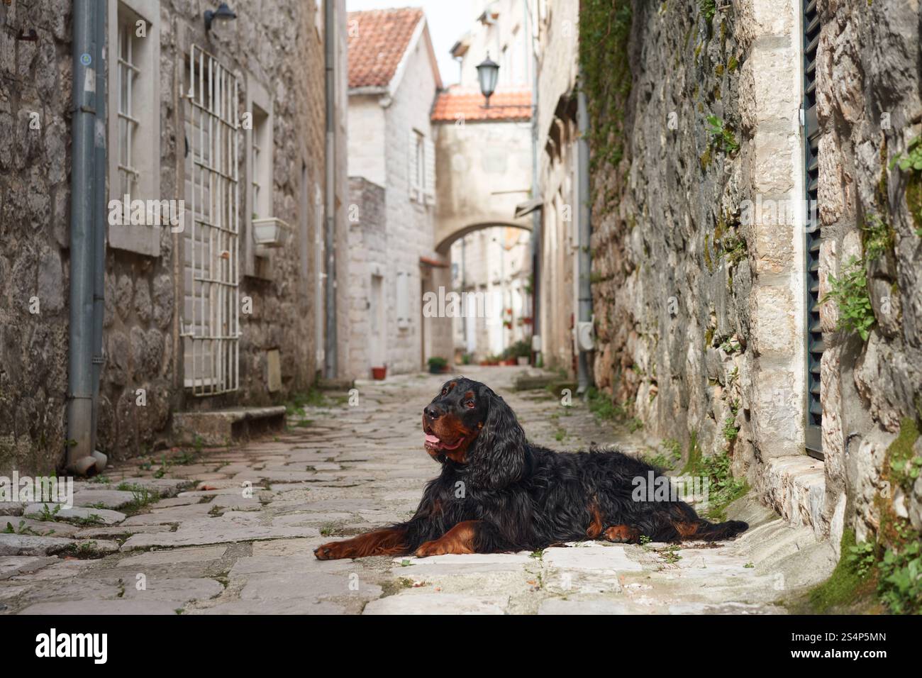 A Gordon Setter lying calmly in a stone-paved narrow alley with old ...