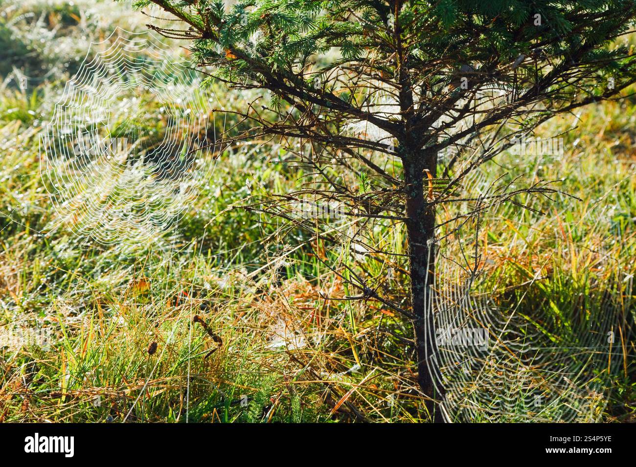 Tree webs hi-res stock photography and images - Alamy