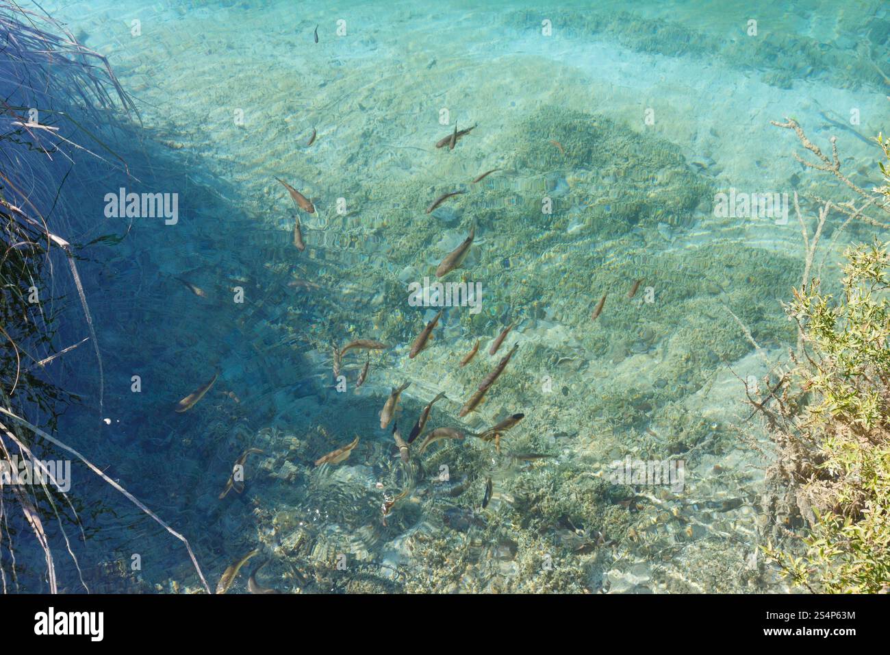 Shoal of small fish in azure clean transparent lake and plant at bottom ...
