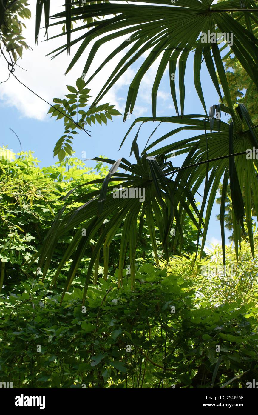 palm in tropical jungle, vegetation detail. Palm in tropical jungle ...