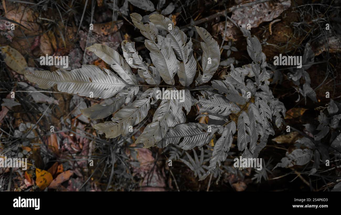 A close-up view of a plant with elongated, feather-like leaves in a ...