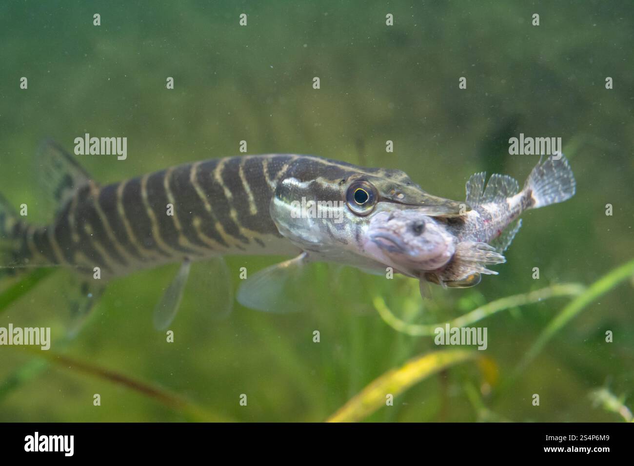 Pike eating a bullhead fish Stock Photo - Alamy