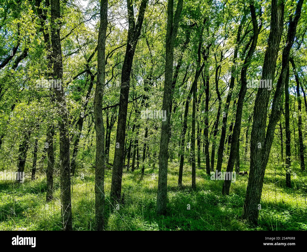Oak trees in spring Stock Photo - Alamy