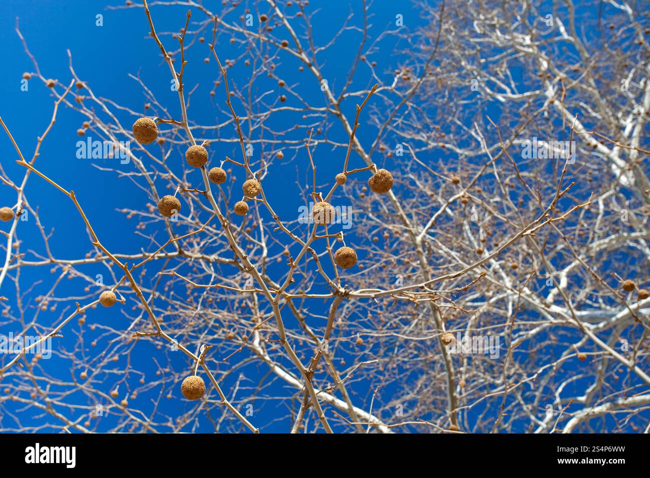 Seeds sycamore blue sky hi-res stock photography and images - Alamy