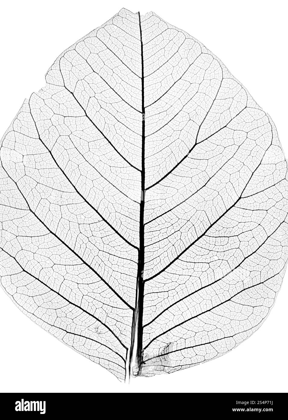 Leaf texture background Black and White Stock Photos & Images - Alamy