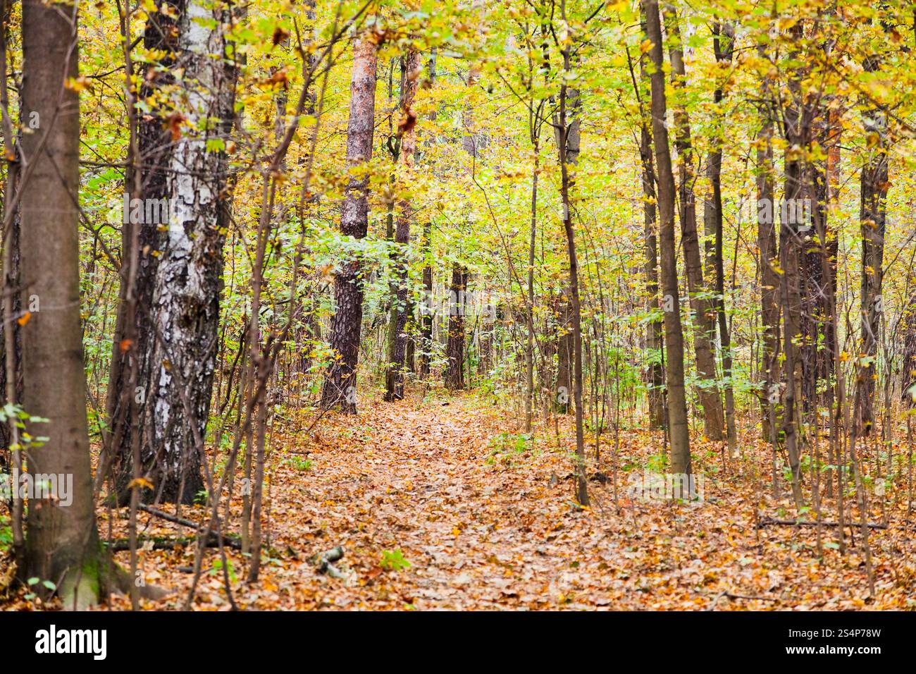 pathway with leaf litter in autumn forest Stock Photo - Alamy