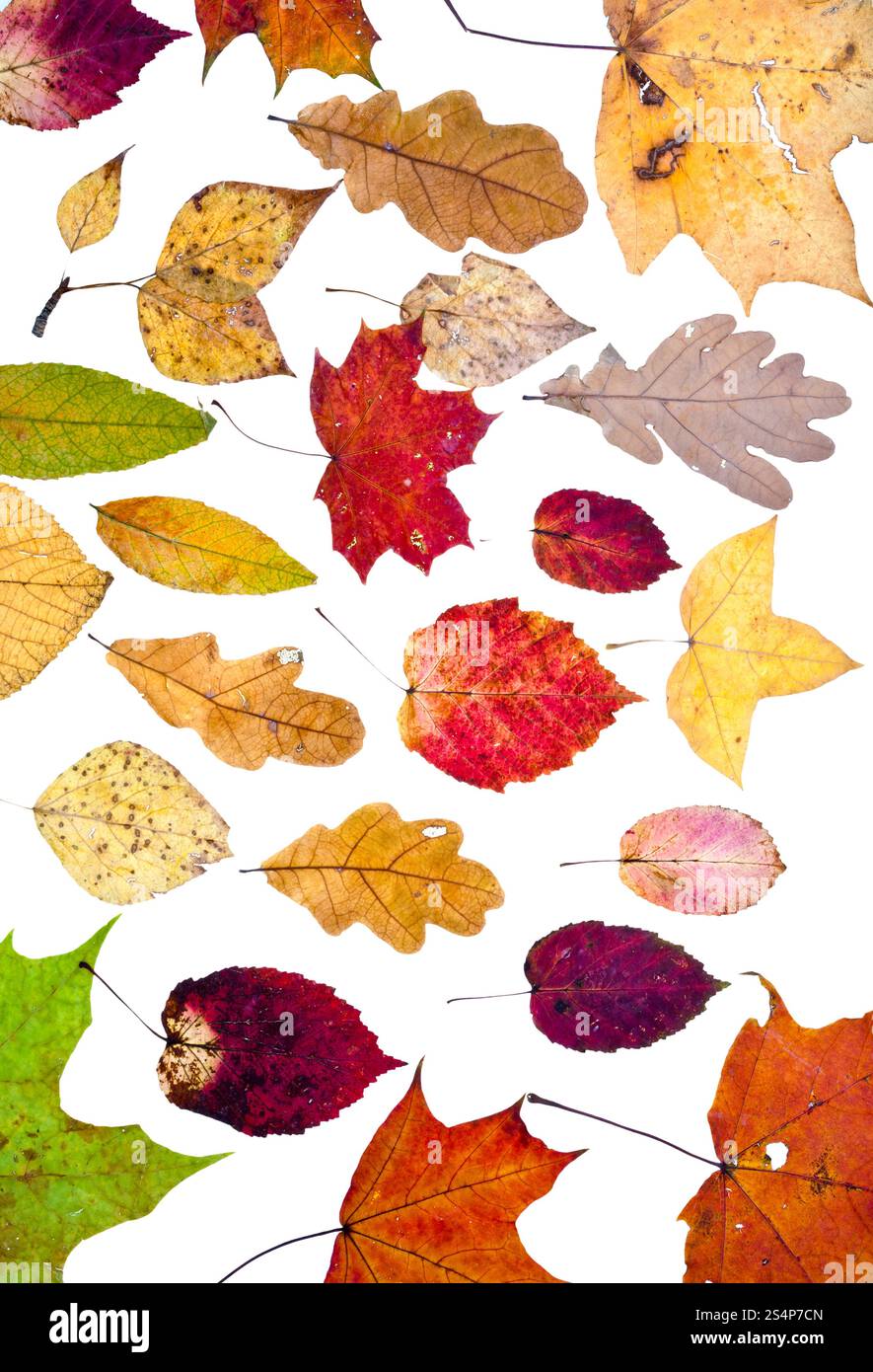 many loose autumn leaves isolated on white background Stock Photo - Alamy