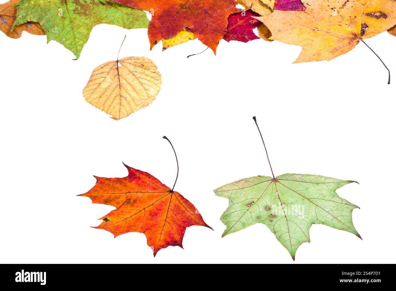 two maple and many dried leaves isolated on white background Stock ...