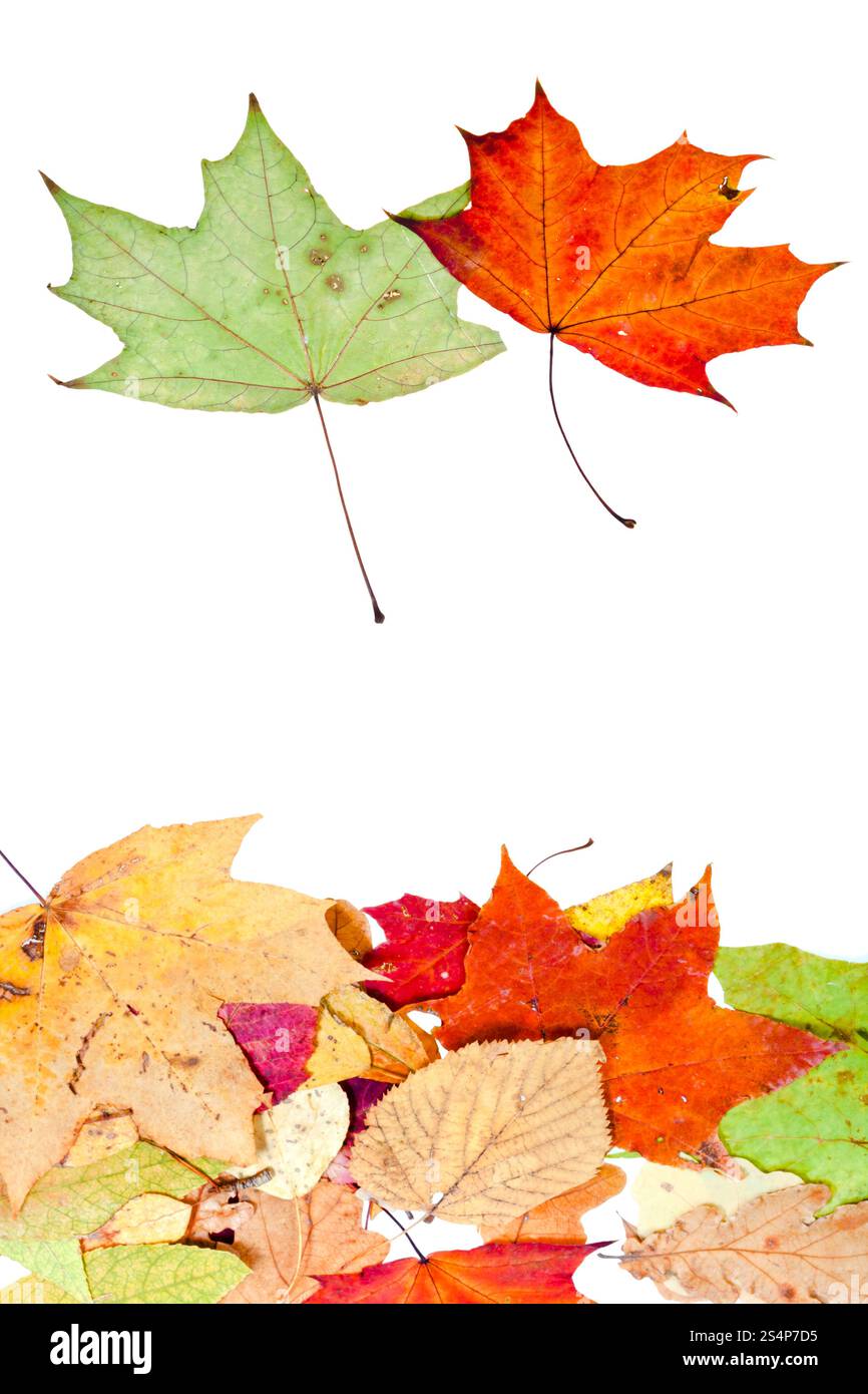 two maple and many dead leaves isolated on white background Stock Photo ...