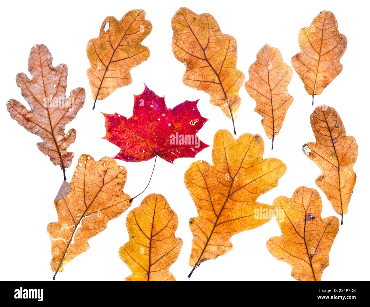 autumn maple leaf surrounded by oak leaves isolated on white background ...