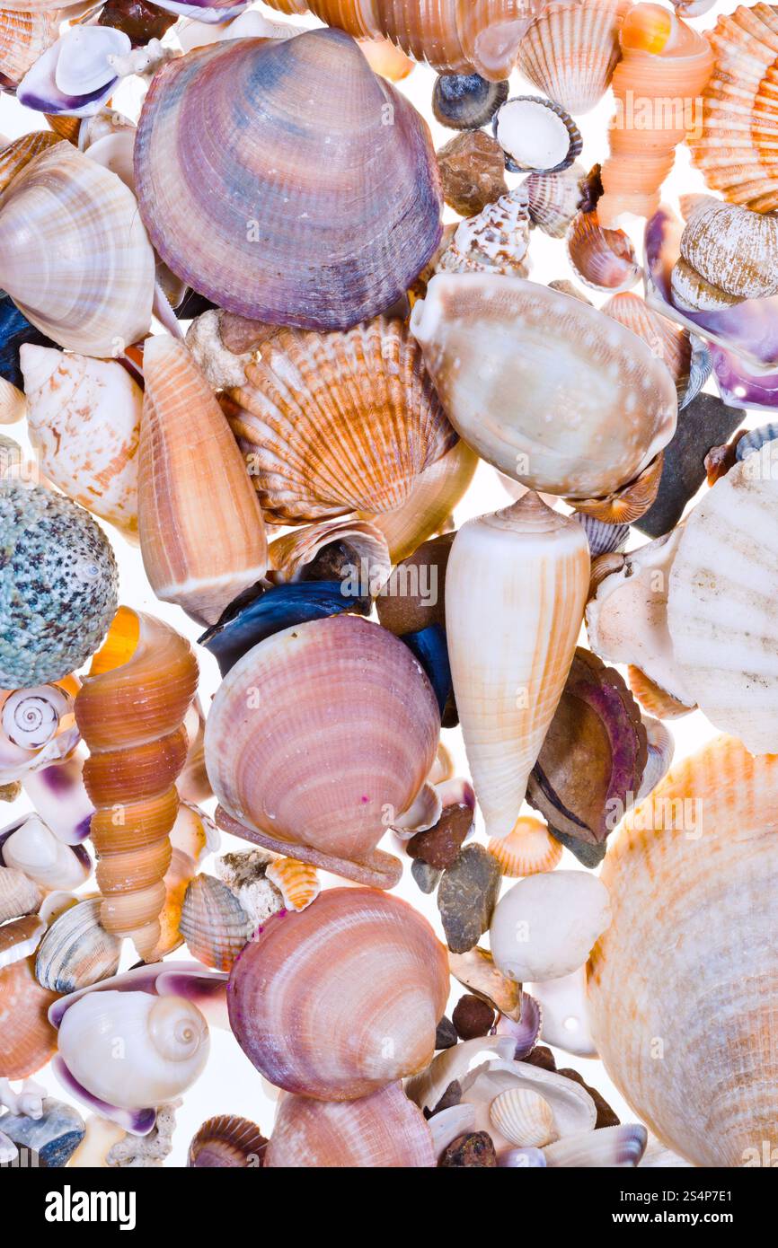 background from many empty sea shells Stock Photo - Alamy