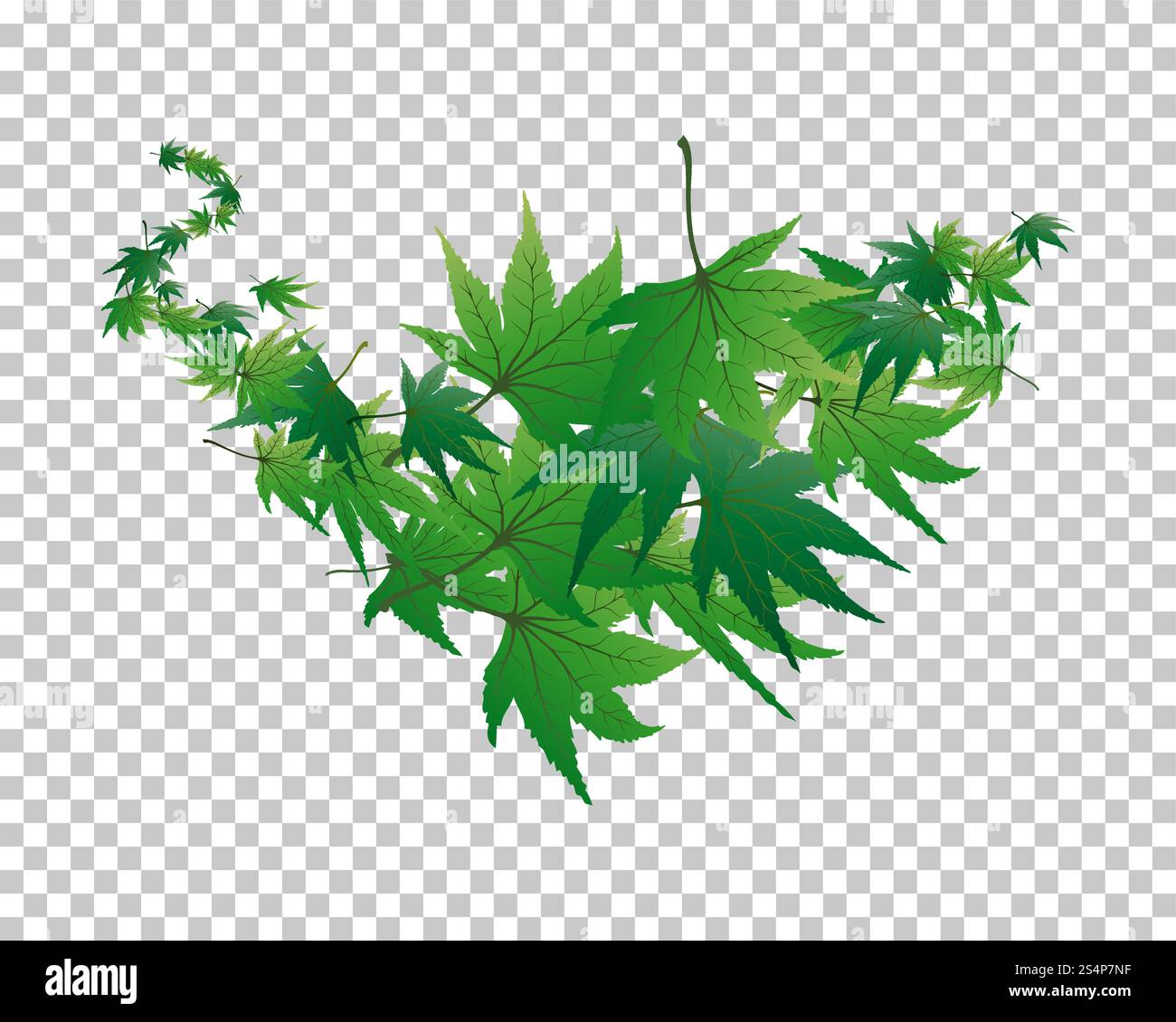 Twisted row of maples leaves with transparency grid on back. Vector ...