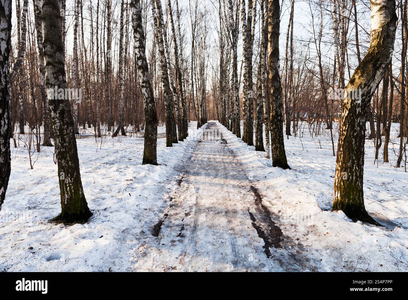 snow covered alley in birch woods in spring day Stock Photo - Alamy