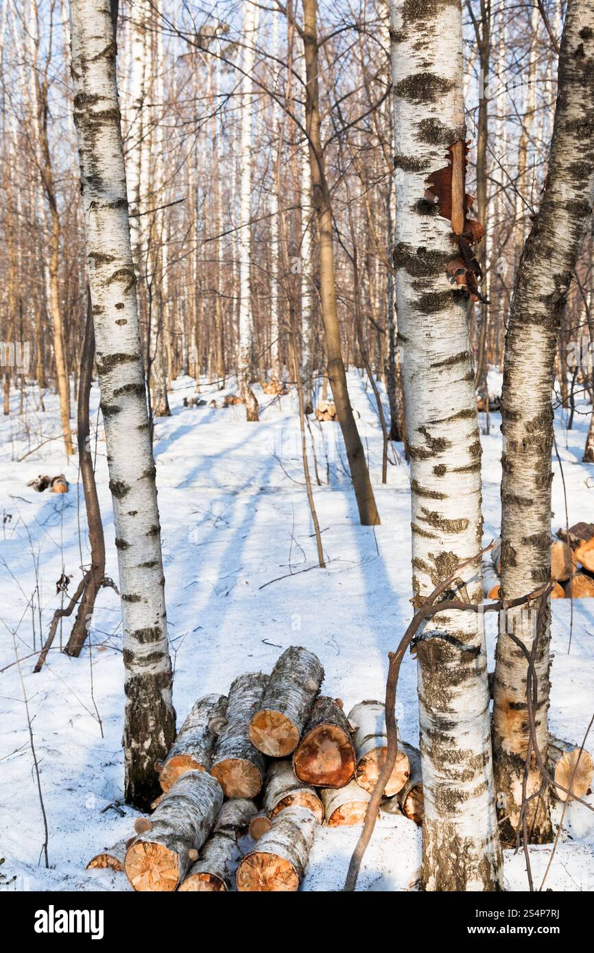 firewood piles in spring birch forest Stock Photo - Alamy