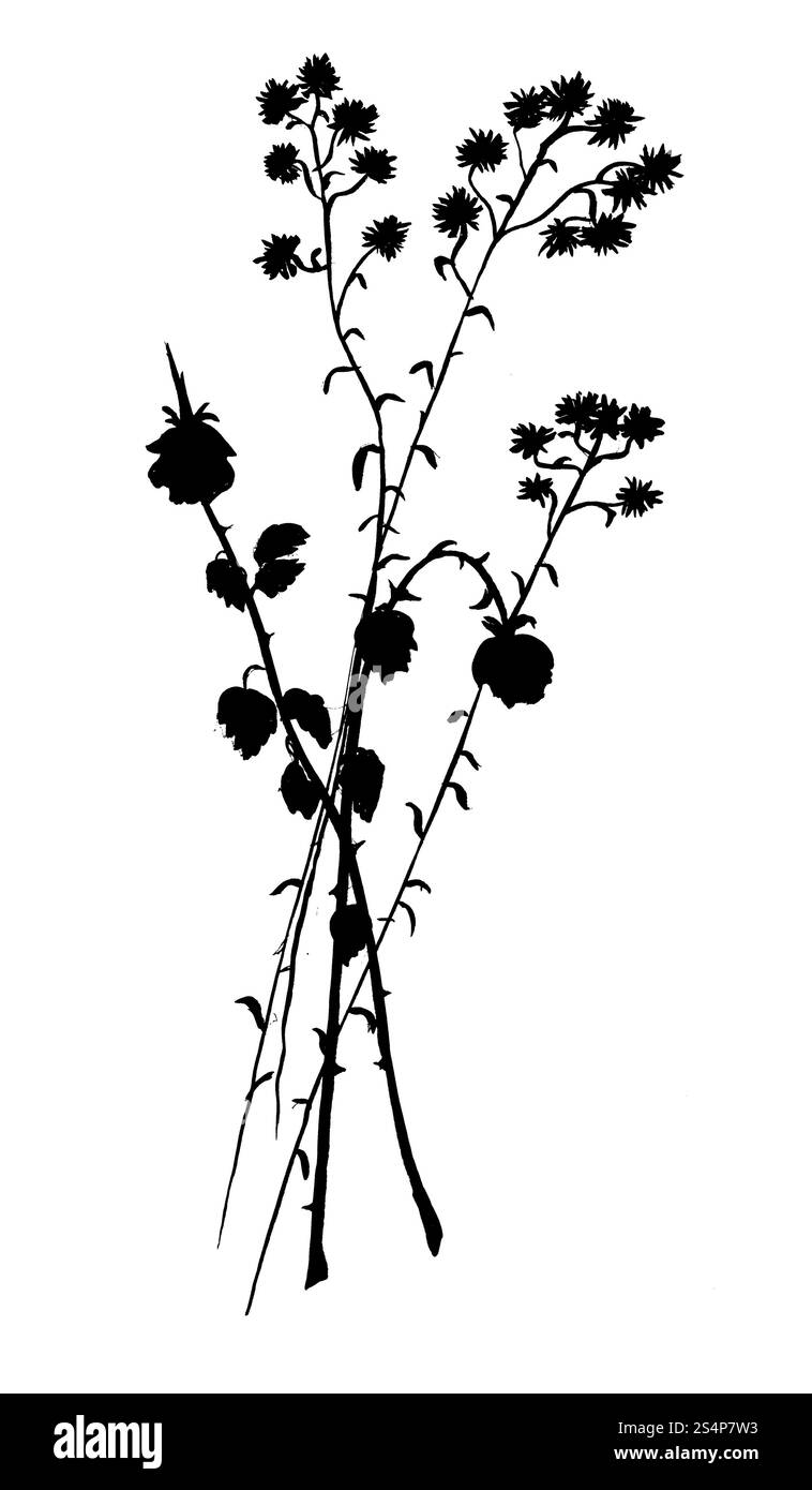 Drawn contour Black and White Stock Photos & Images - Alamy