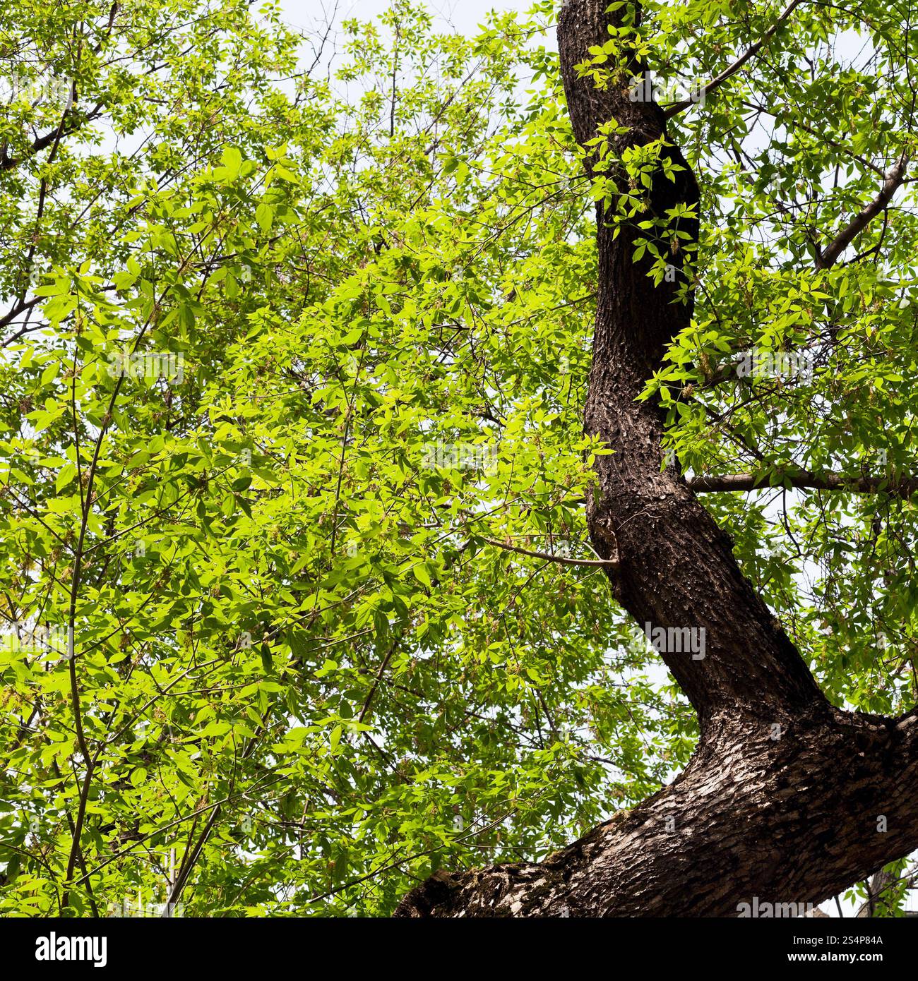 Old and young tree hi-res stock photography and images - Alamy