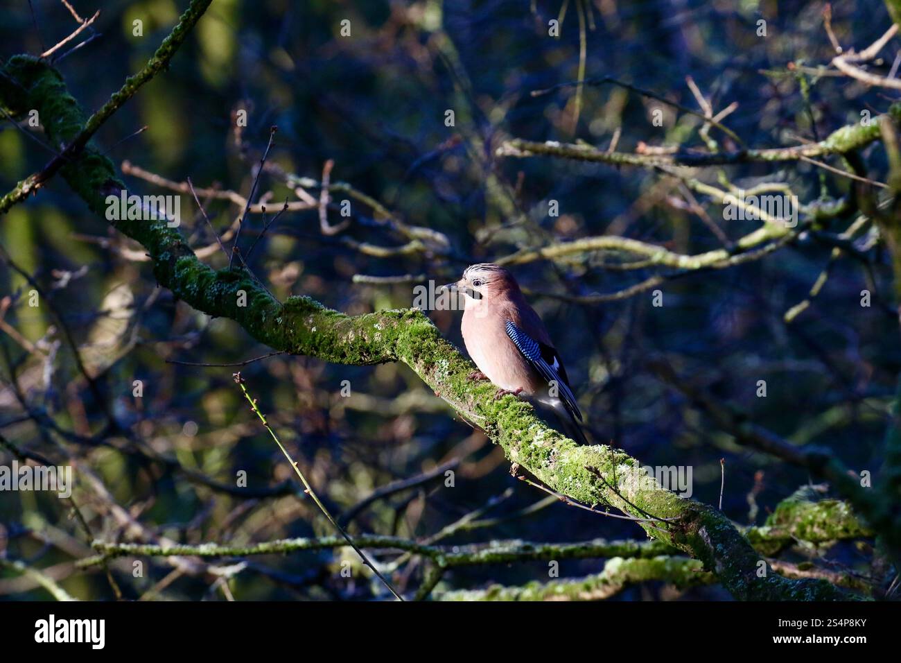 Eurasian jay moss hi-res stock photography and images - Alamy